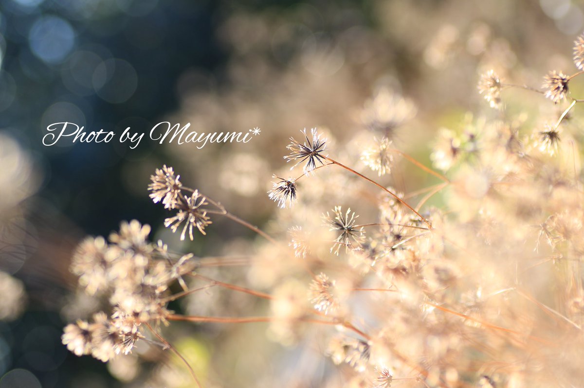 mayumin*＊(@NaushikaM) - Twilog