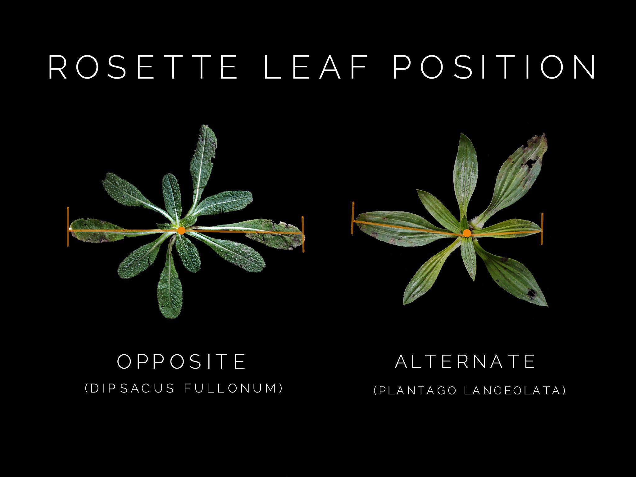 Alternate Leaf Arrangement
