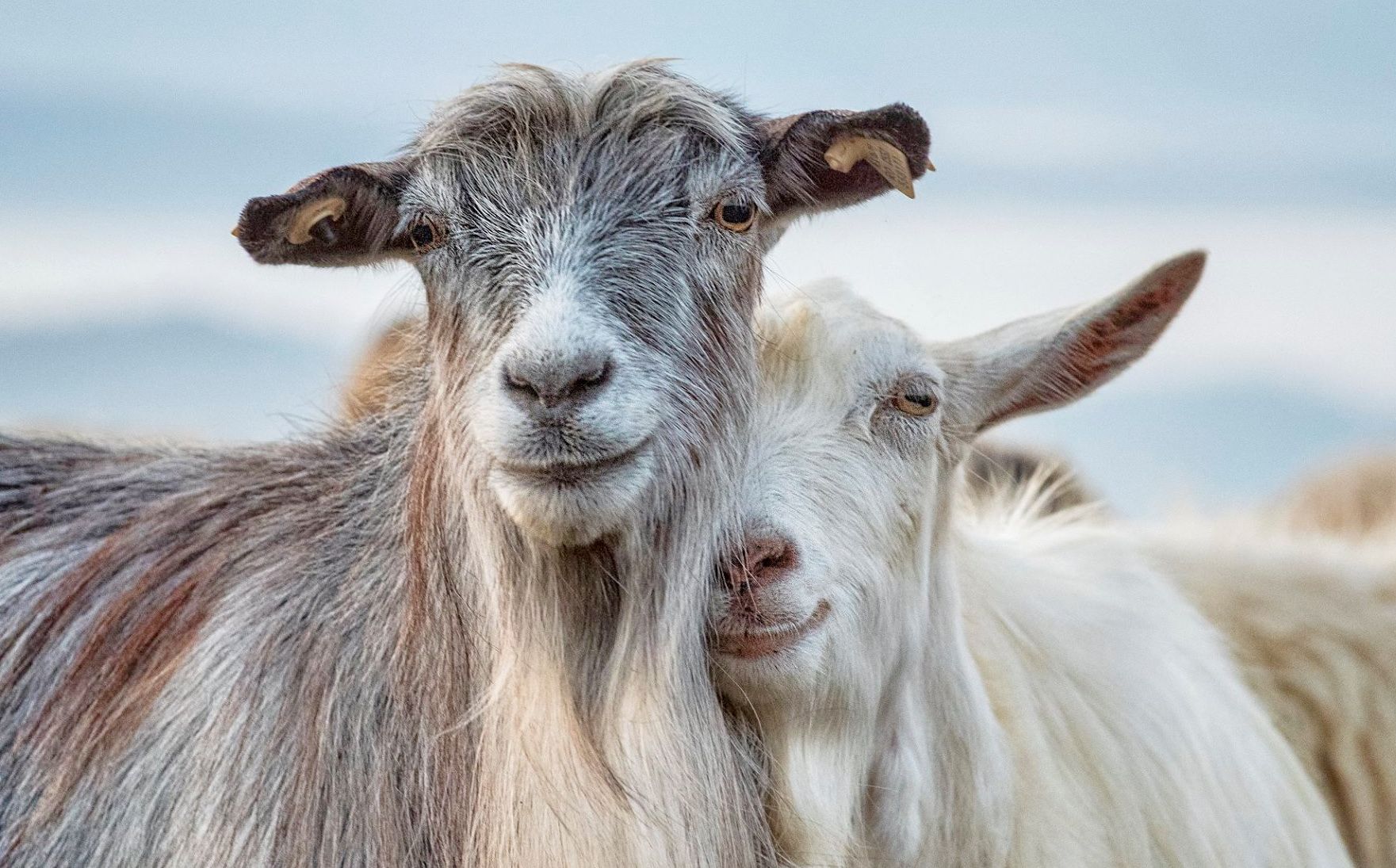 Goats In Love