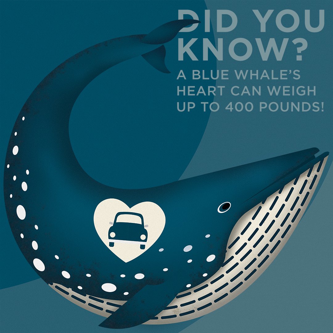 Blue Whale Heart Car