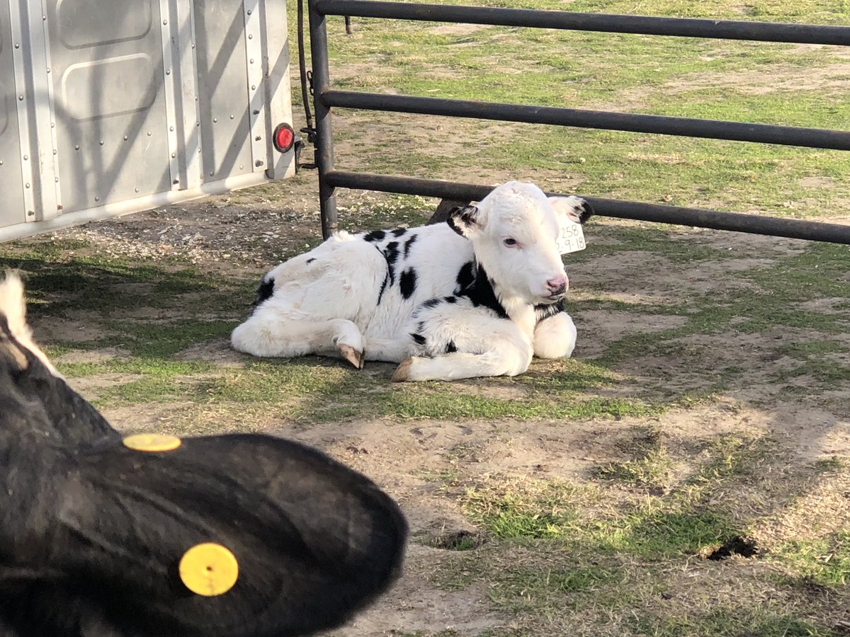 Volta Elementary (@VoltaLBUSD) | Twitter