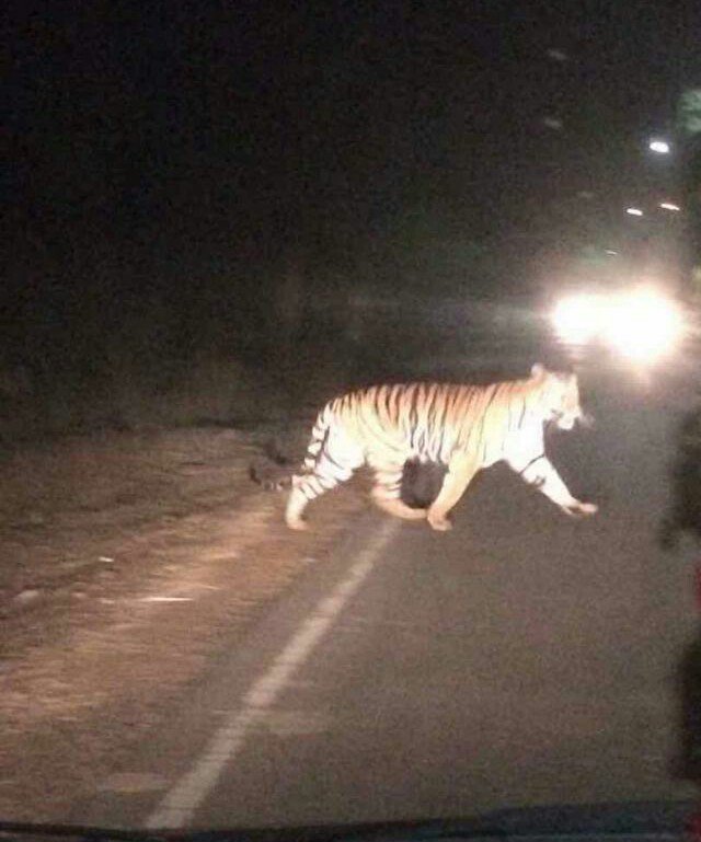 Tiger In The Forest At Night