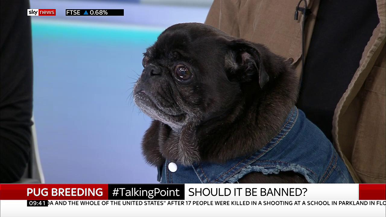 Should Pugs Be Banned