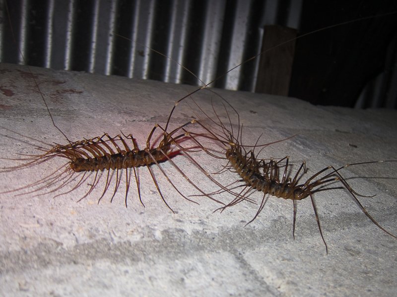 Giant House Centipede