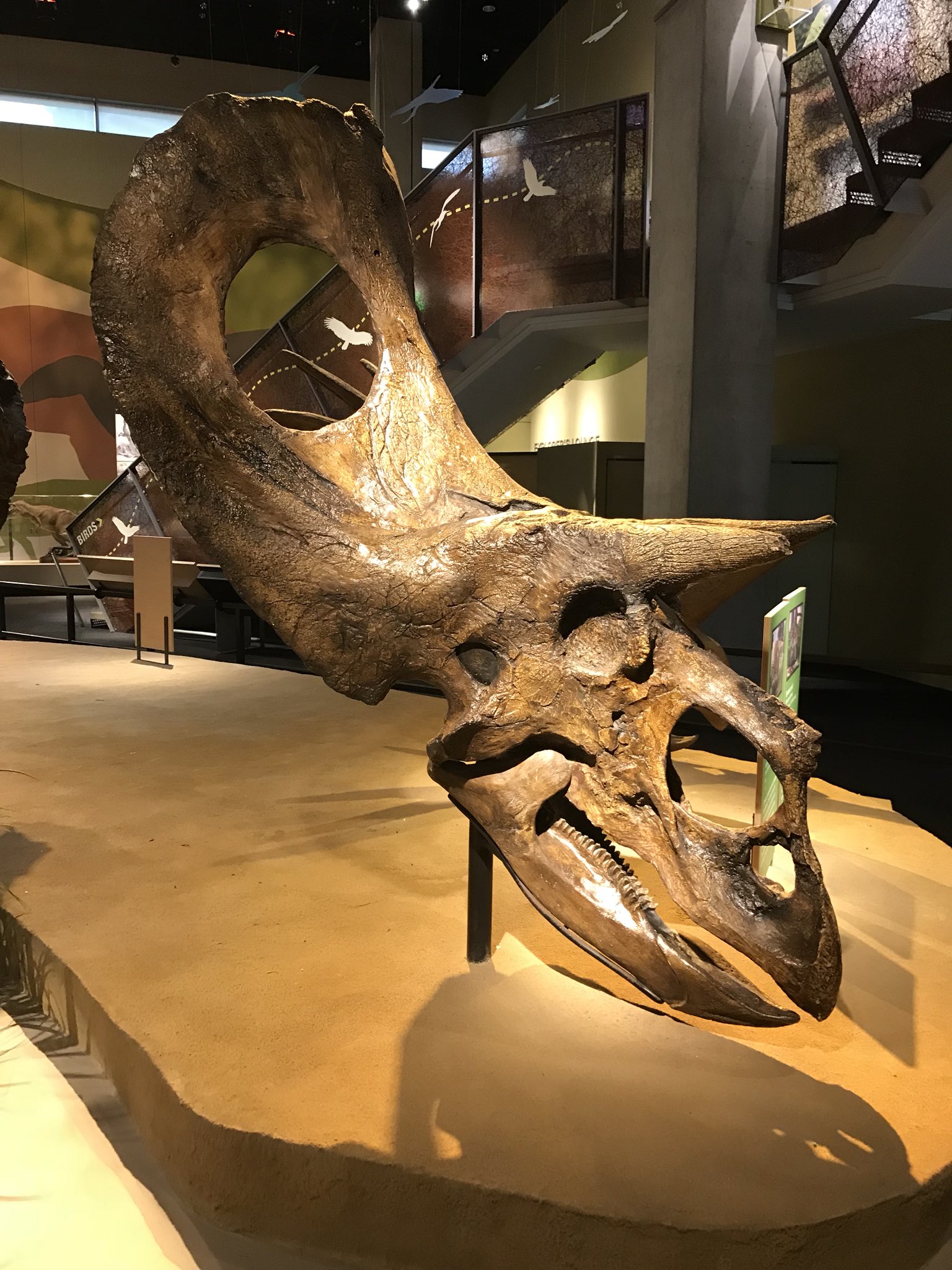 Torosaurus Skull Tate Offers Taste Of T Rex Treat; Torosaurus Skull