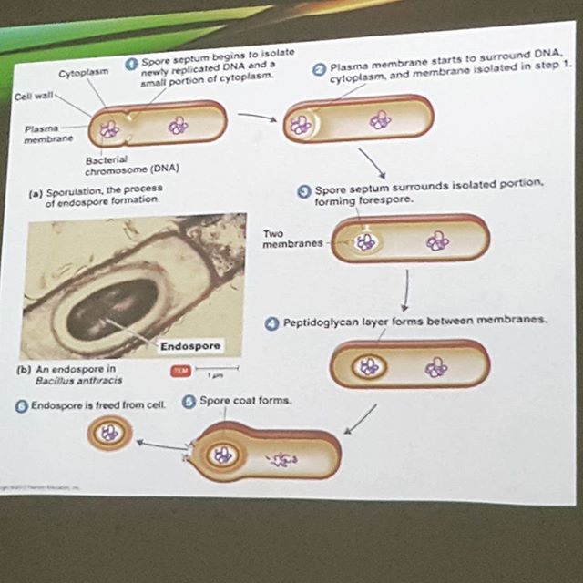 Endospore Formation In Bacteria