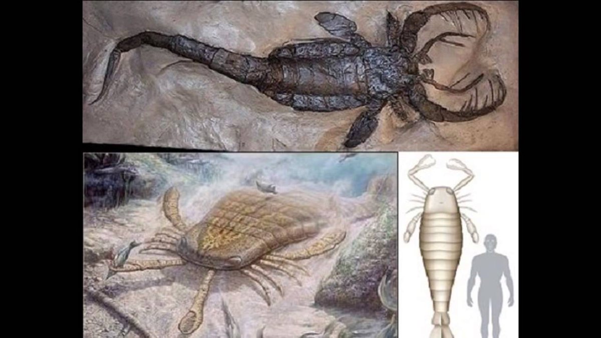 Jaekelopterus Rhenaniae