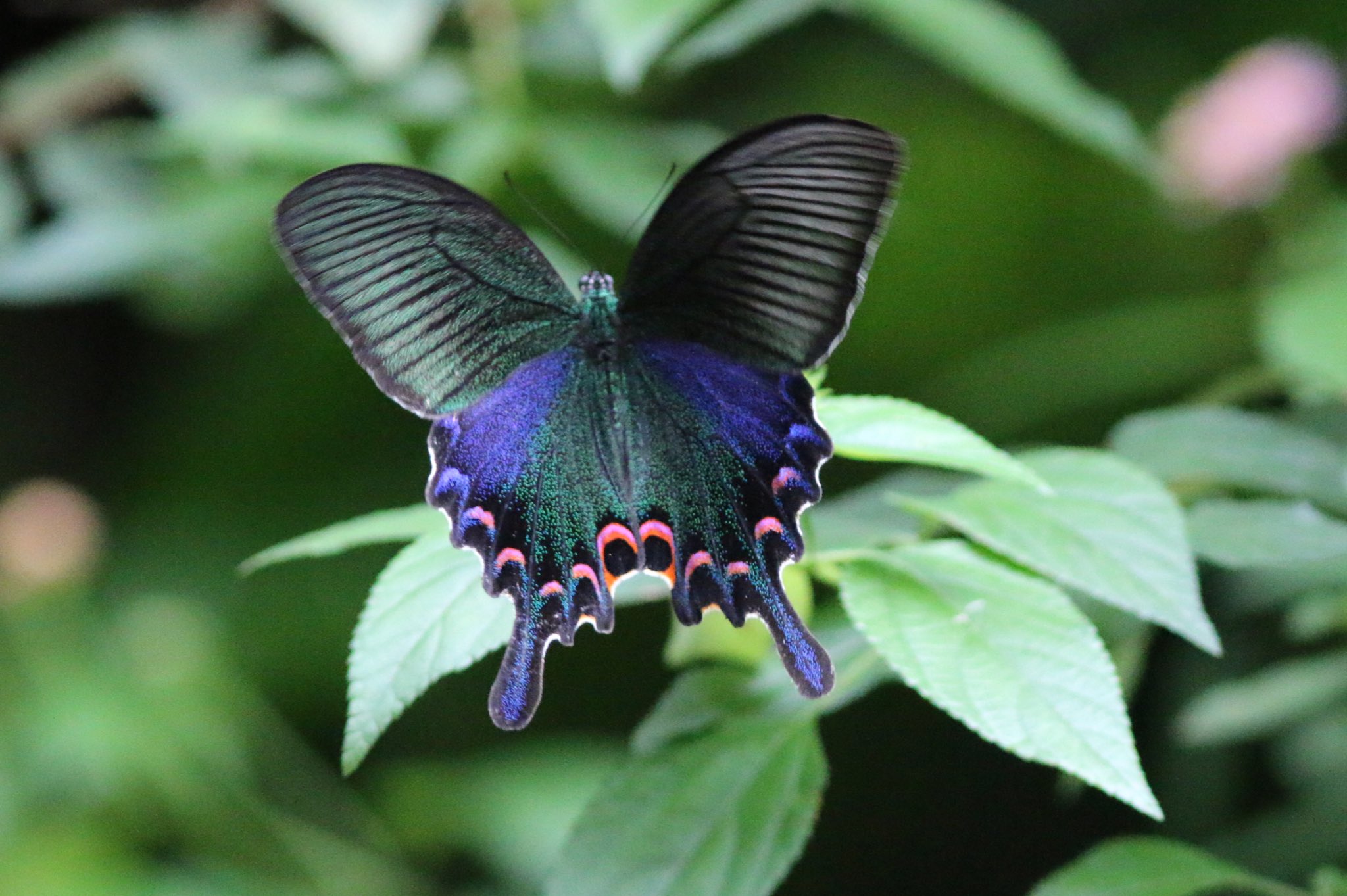 Luzon Peacock Swallowtail (Papilio Chikae)|Incredibly Rare, 45% OFF