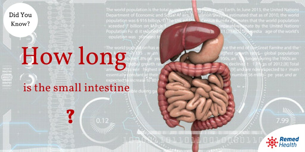Human Small Intestine Length