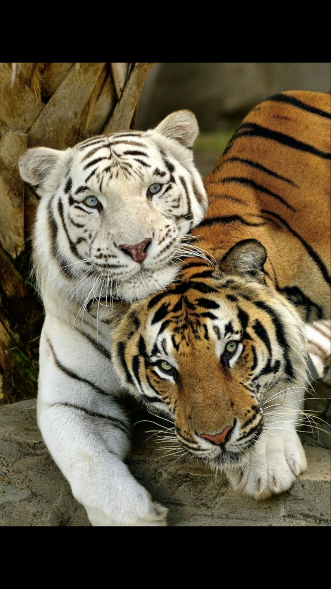 White Tiger Love