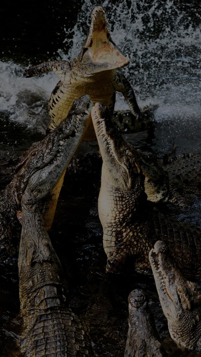 "Batalla de la isla Ramree"