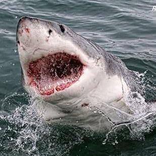 Robuzz (@Robuzz4) | Twitter