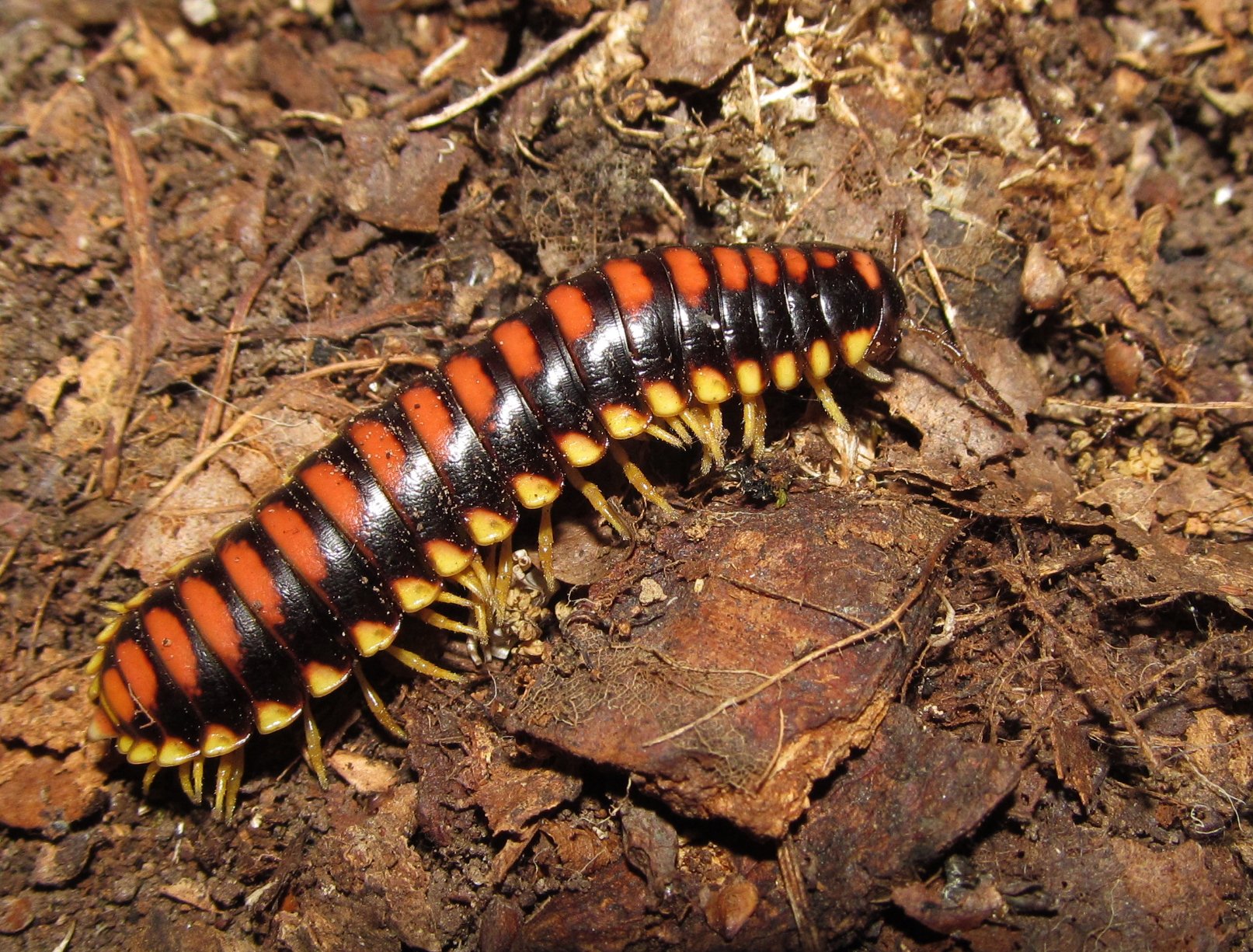 Millipede Facts