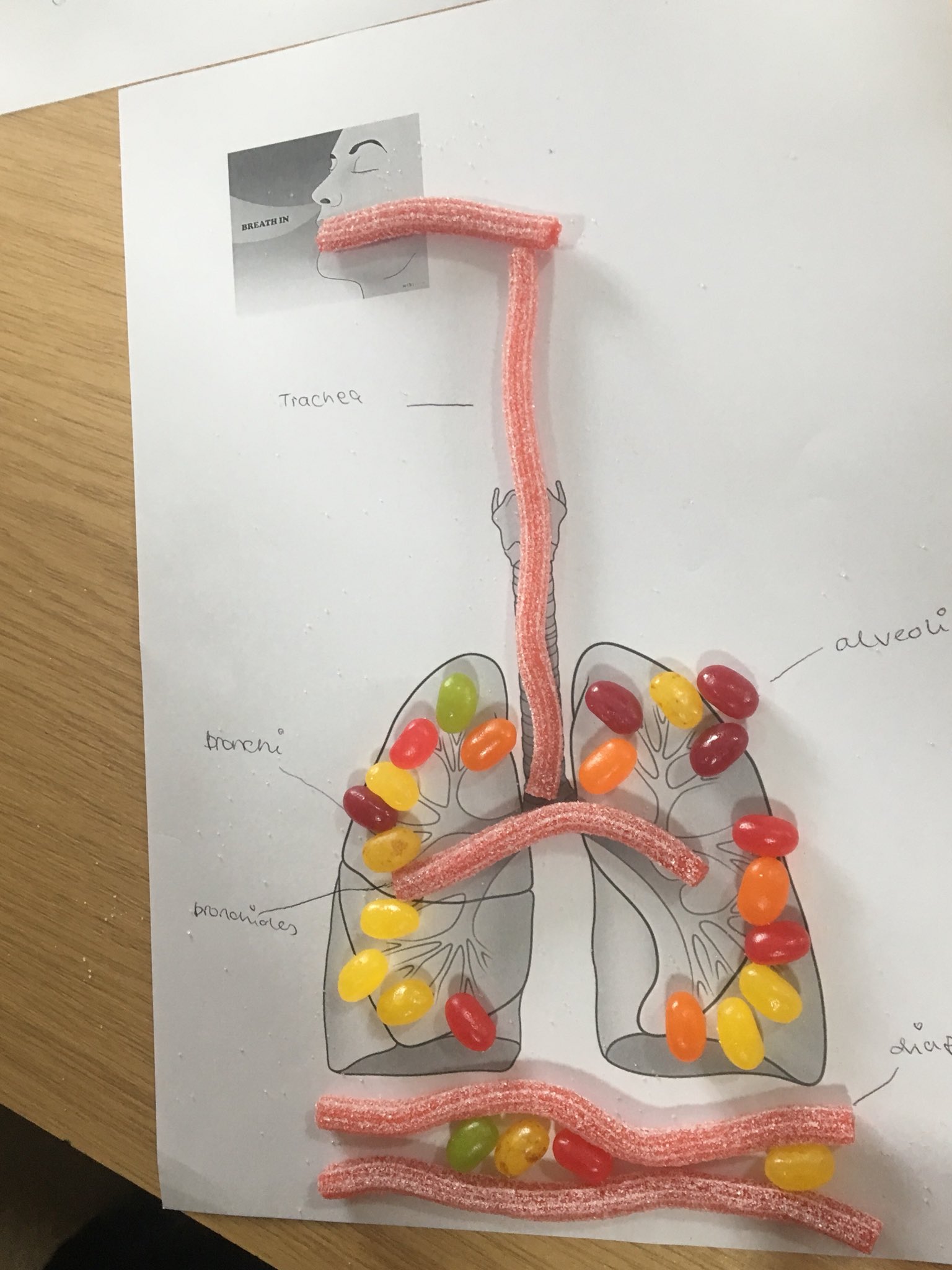 Respiratory System Model Clay
