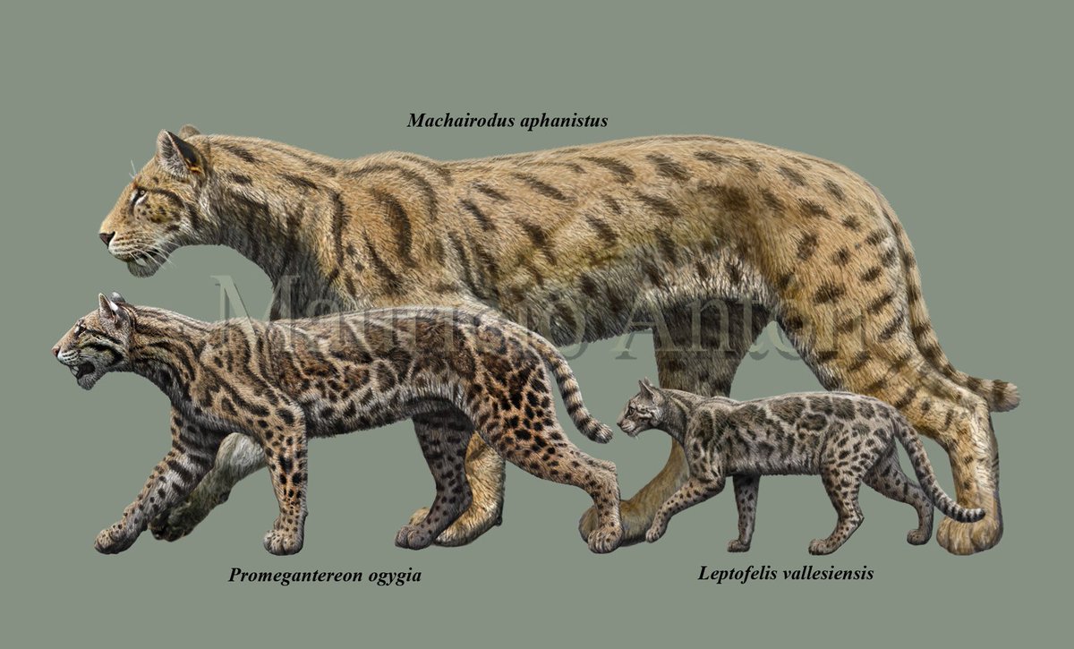 Promegantereon Primal Mutation. Incomplete! :|: Lioden
