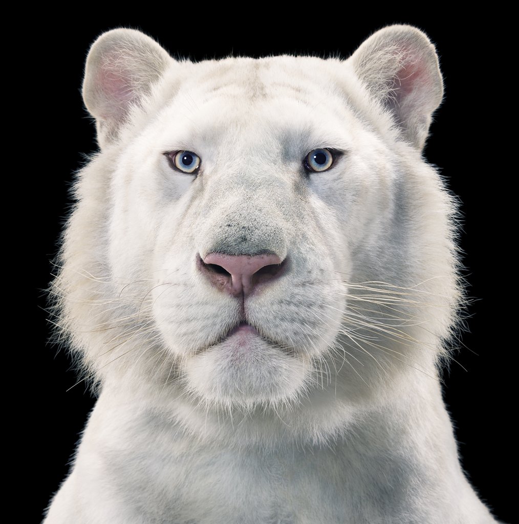 Snow white tigers store