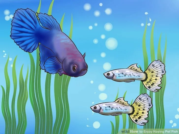 Looking to own your first pet fish? Check out these great tips ...