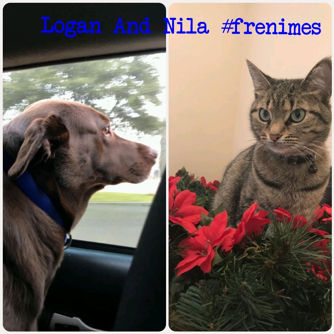 Laura Willis (@laura_willis_1) | Twitter