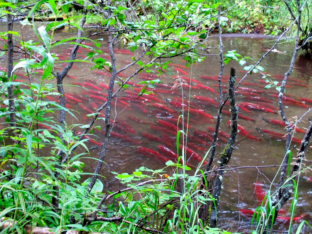 Striking red sockeye salmon migrate up a small stream in Alaska : r/pics