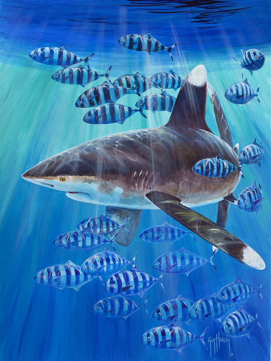 Guy Harvey Shark