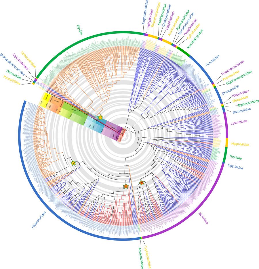 Supertree Toolkit (@S_Toolkit) | Twitter