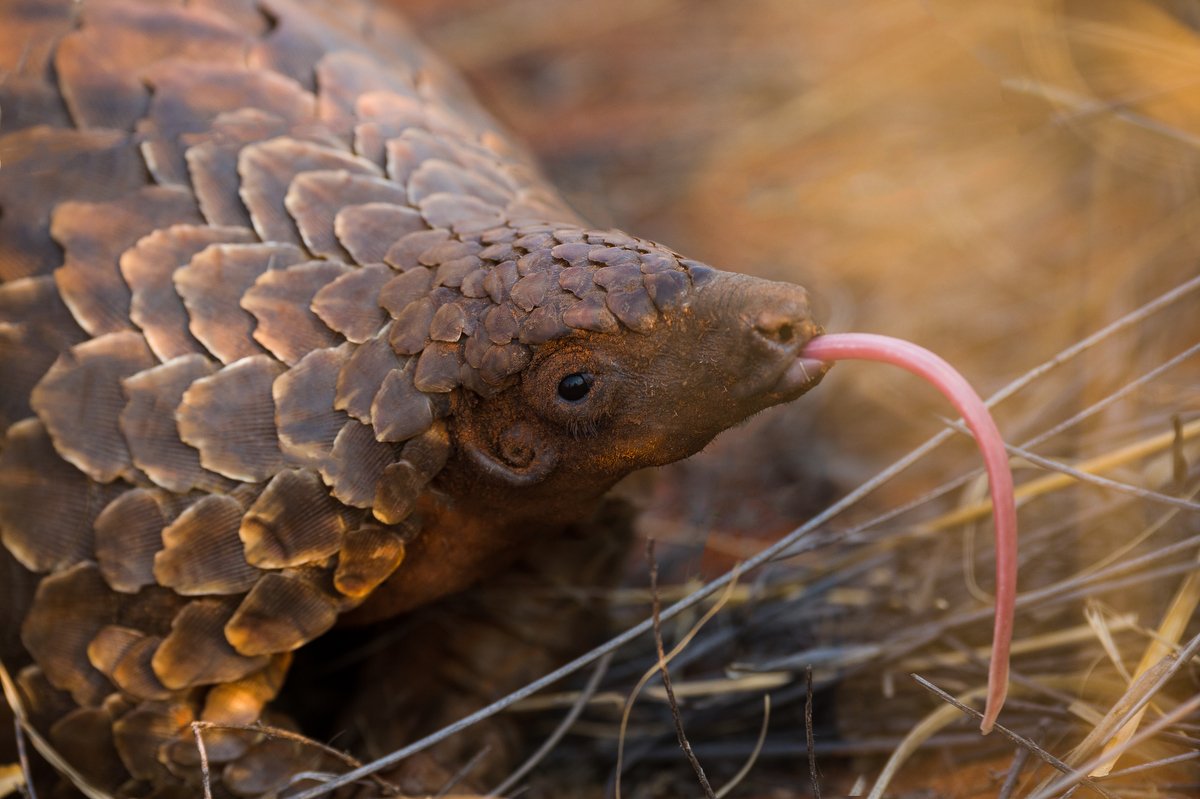 Pangolin Appreciation