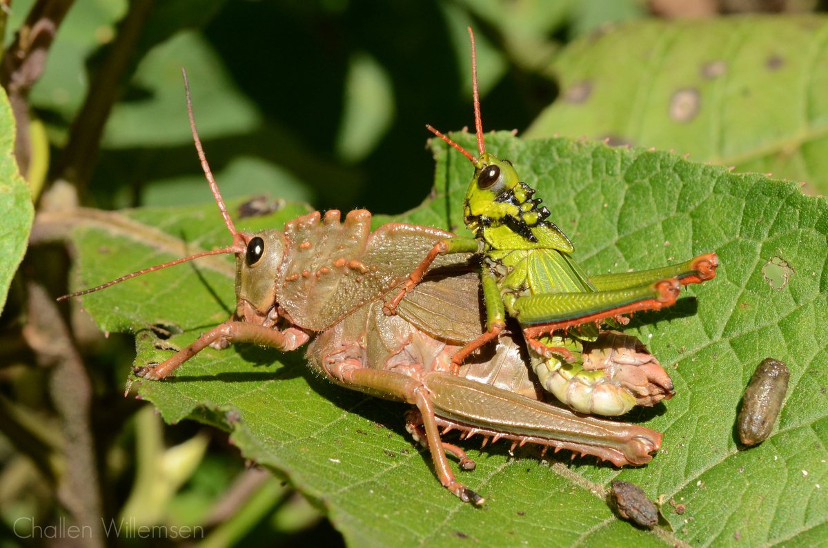Grasshopper Egg Pods