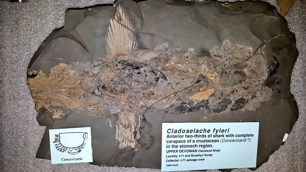 Cladoselache Shark Fossil