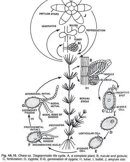 Chara Algae Life Cycle