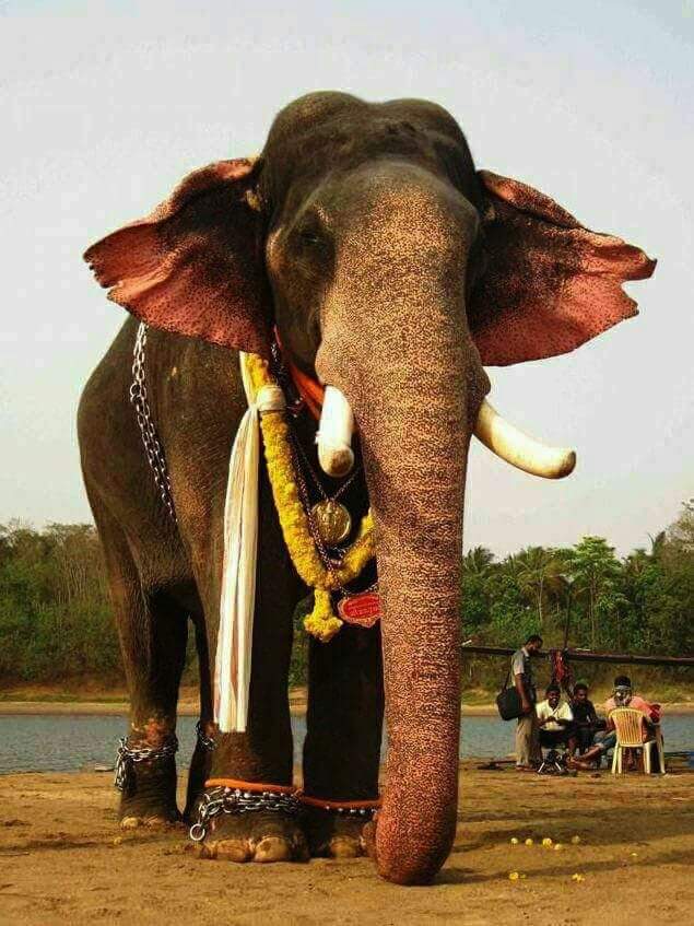 Thiruvambadi Sivasundar Wallpaper