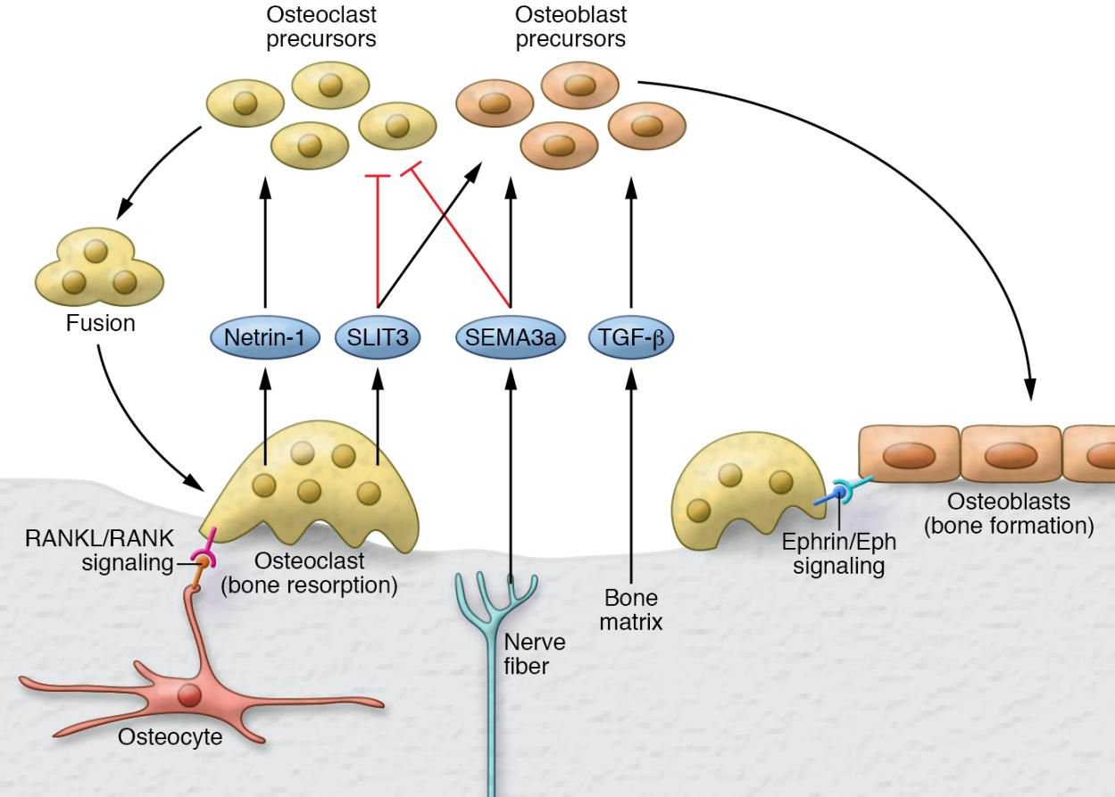 Osteoblasts Diagram