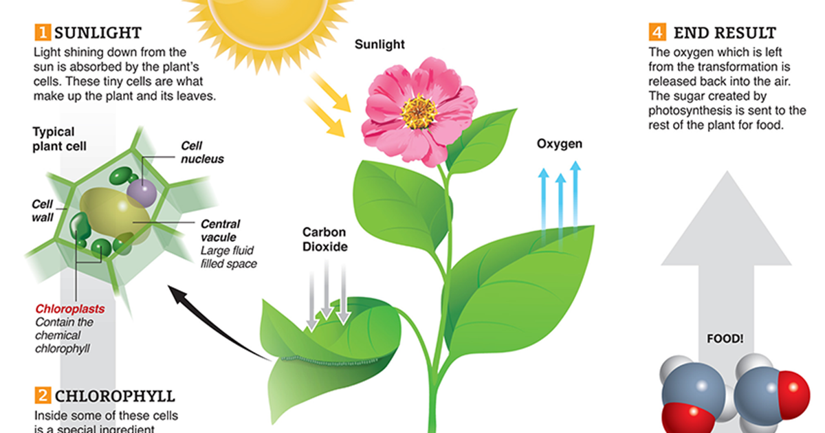 Chlorophyll Diagram For Kids