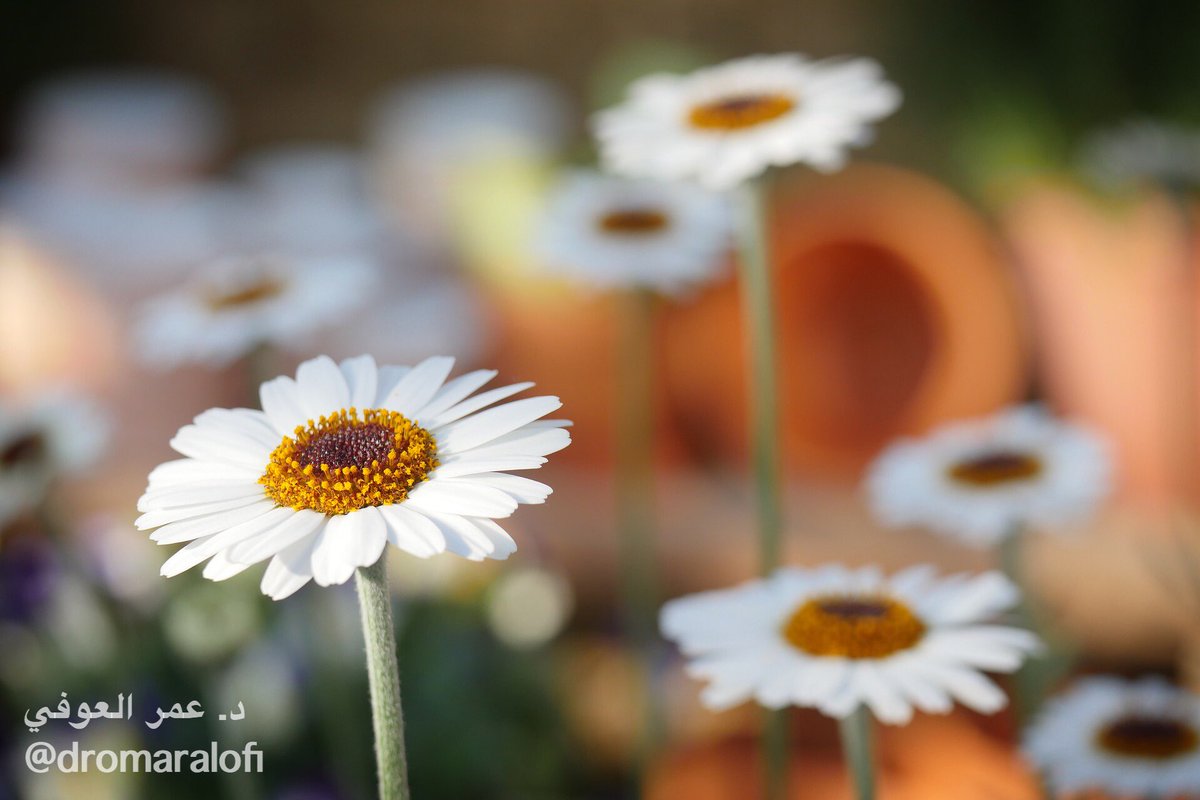 Sameh Botros (@SamehBotros) | Twitter