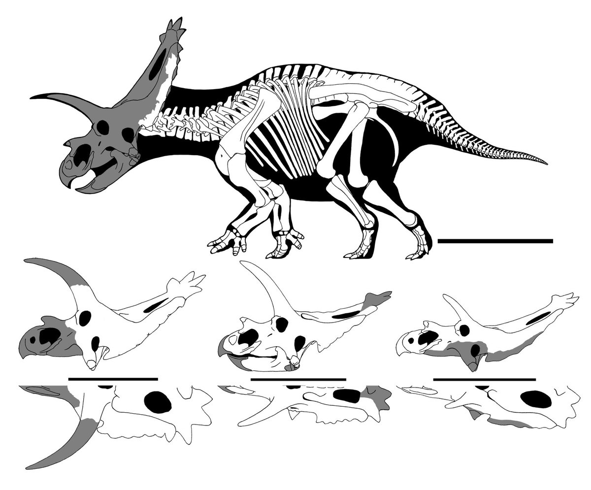 Anchiceratops Skull