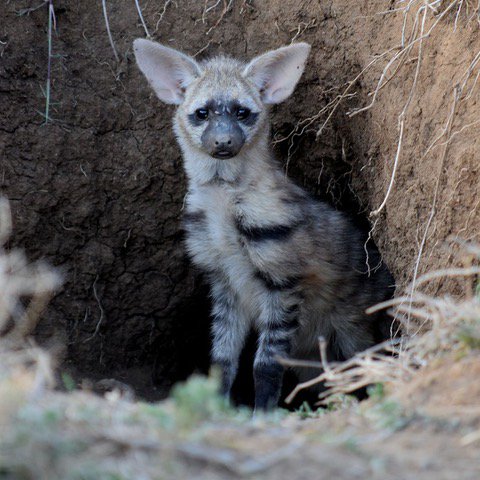 Baby Aardwolf