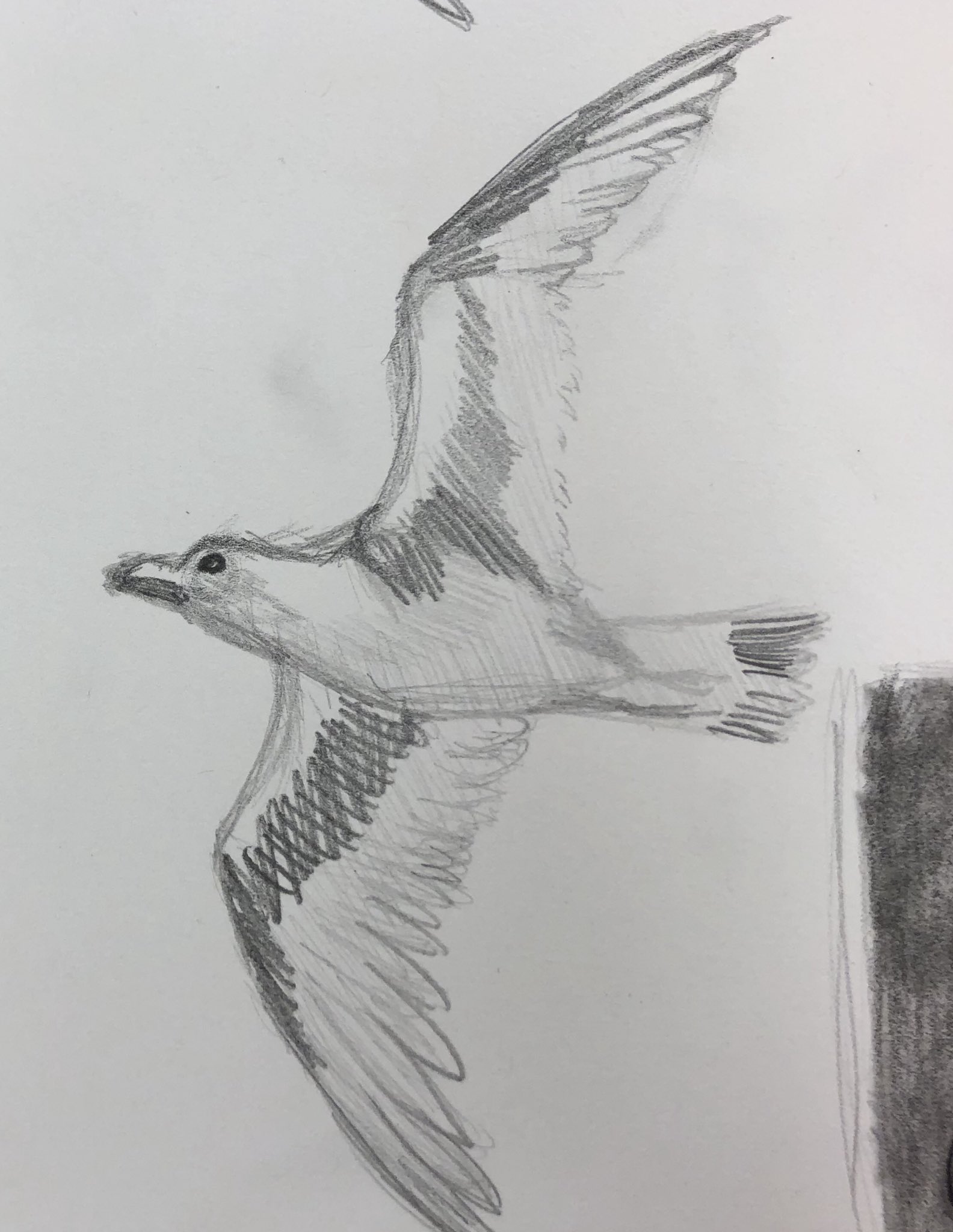 How To Draw A Realistic Bird Flying Step By Step
