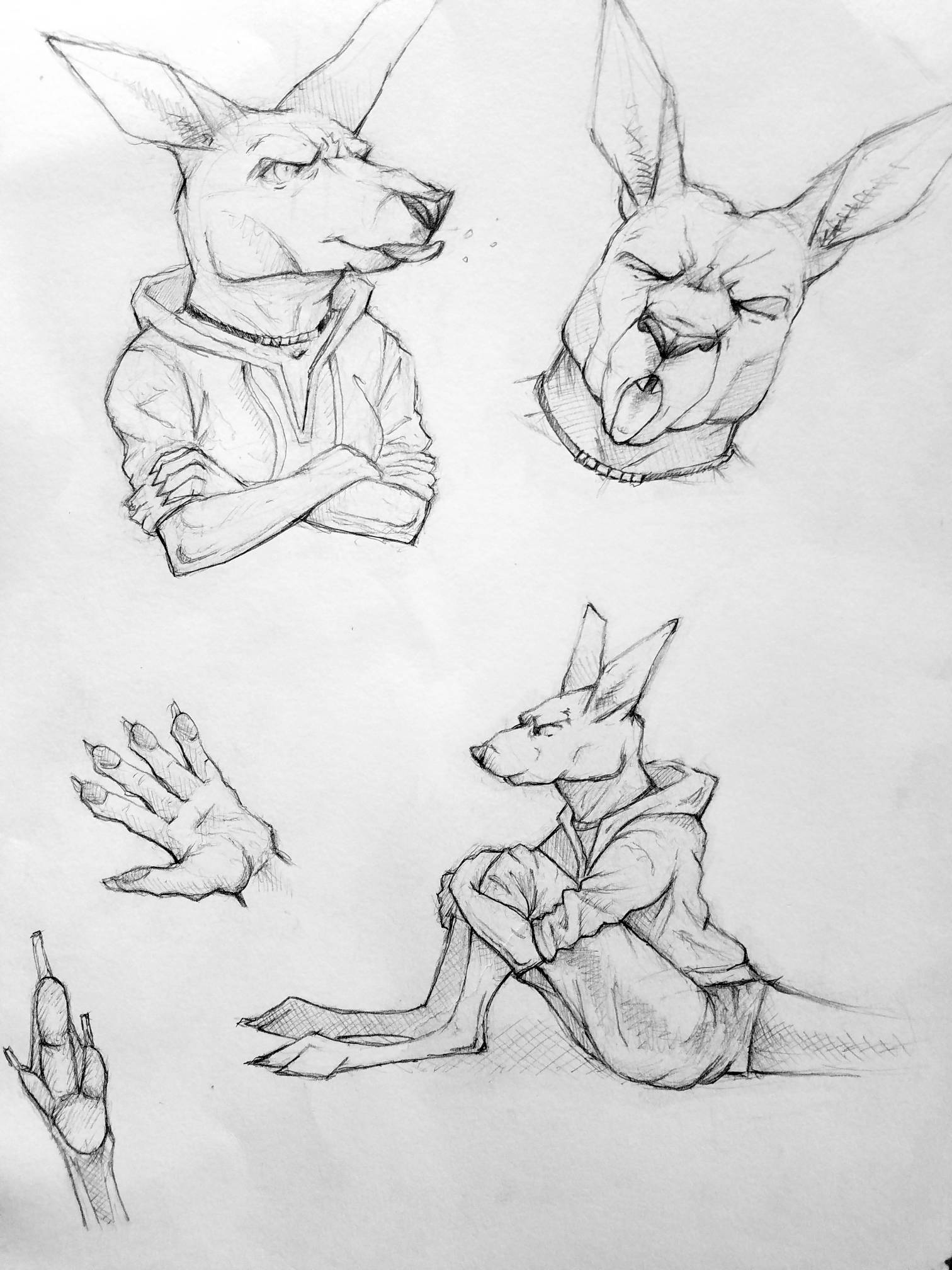 Anthro Kangaroo