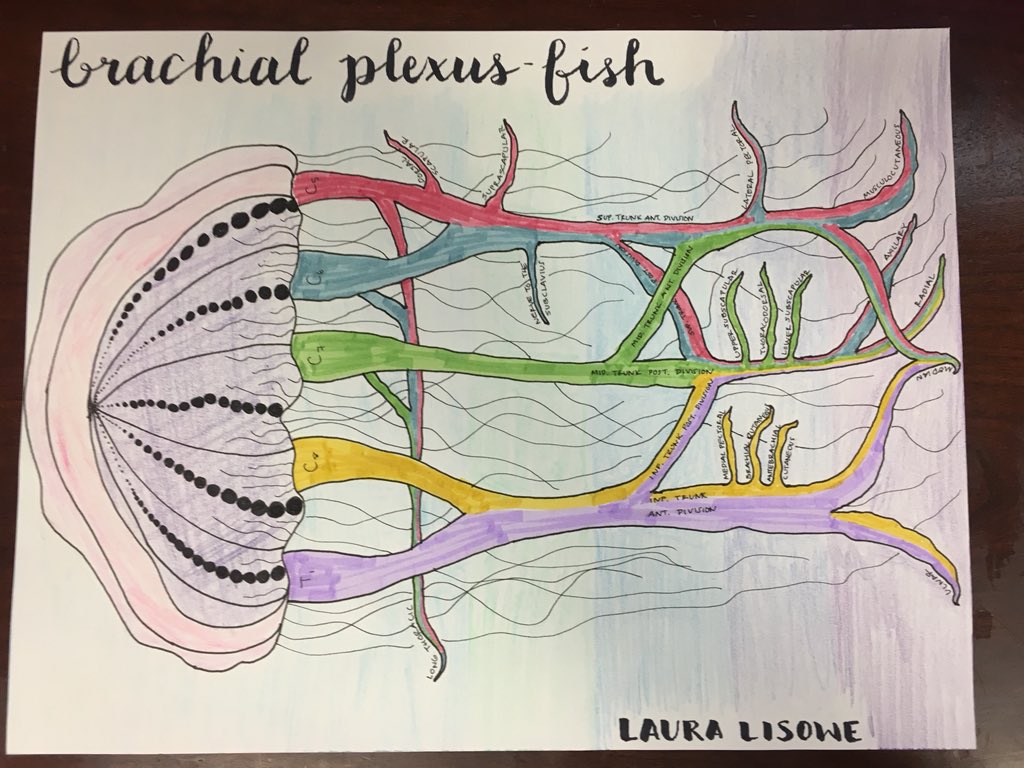Brachial Plexus Drawing