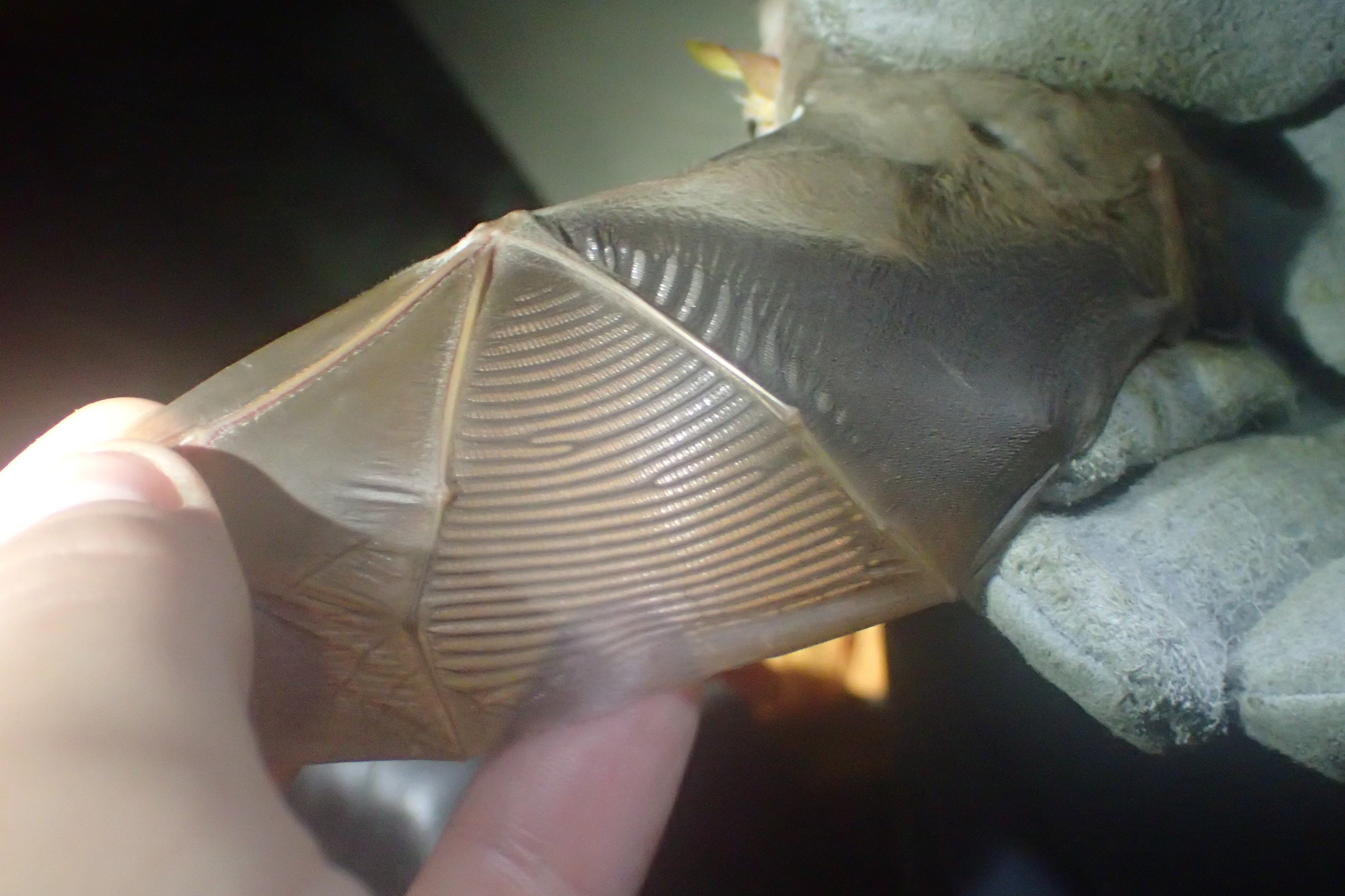 Wrinkle Faced Bat Wings