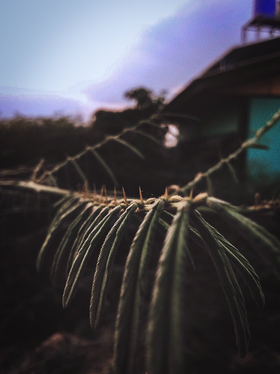 Patcharin (@_patcharin_1) | Twitter