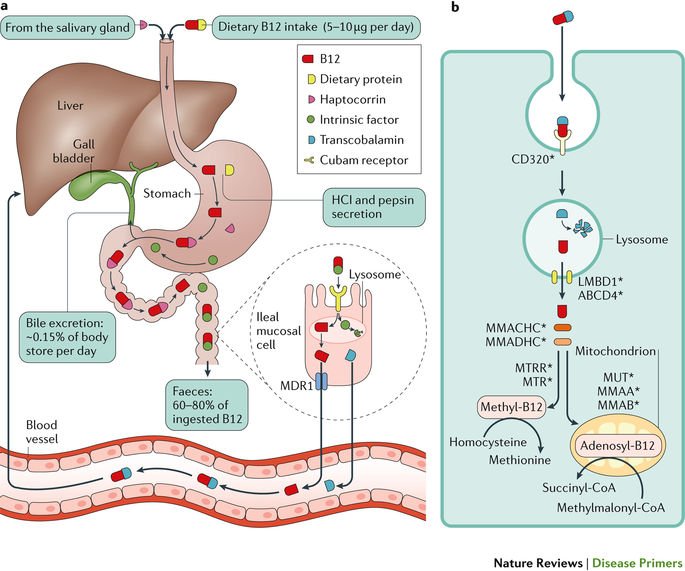 Vitamin B12 Metabolism Pathway