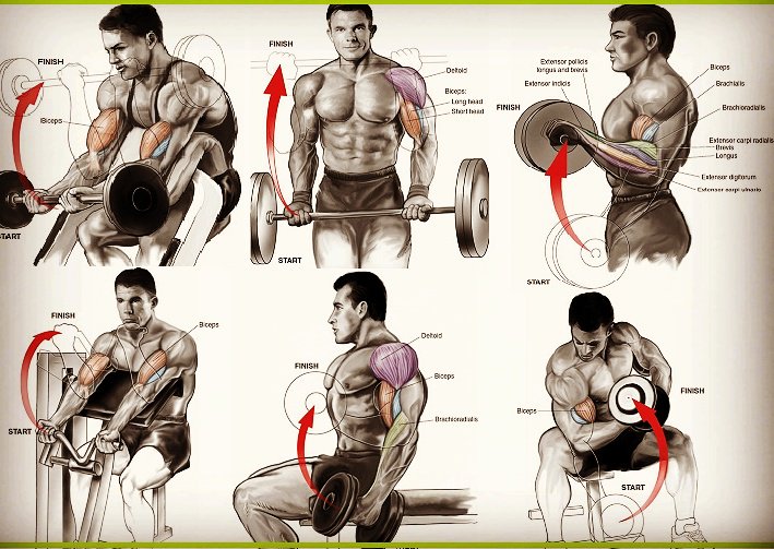 Arms Bodybuilding Exercises Chart