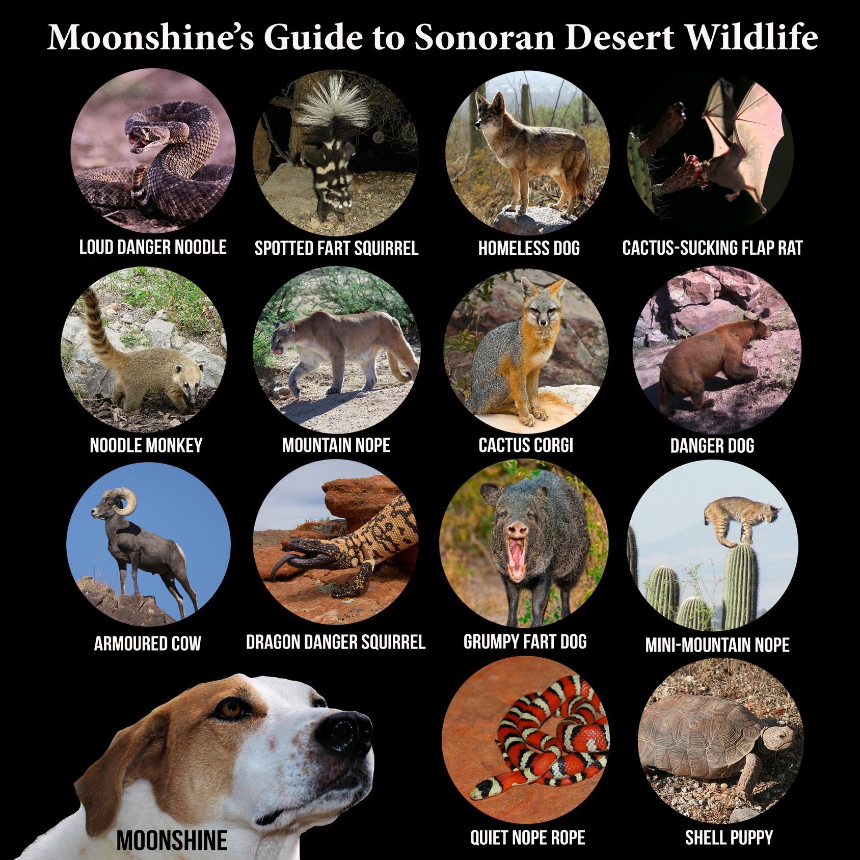 Desert Rodents List