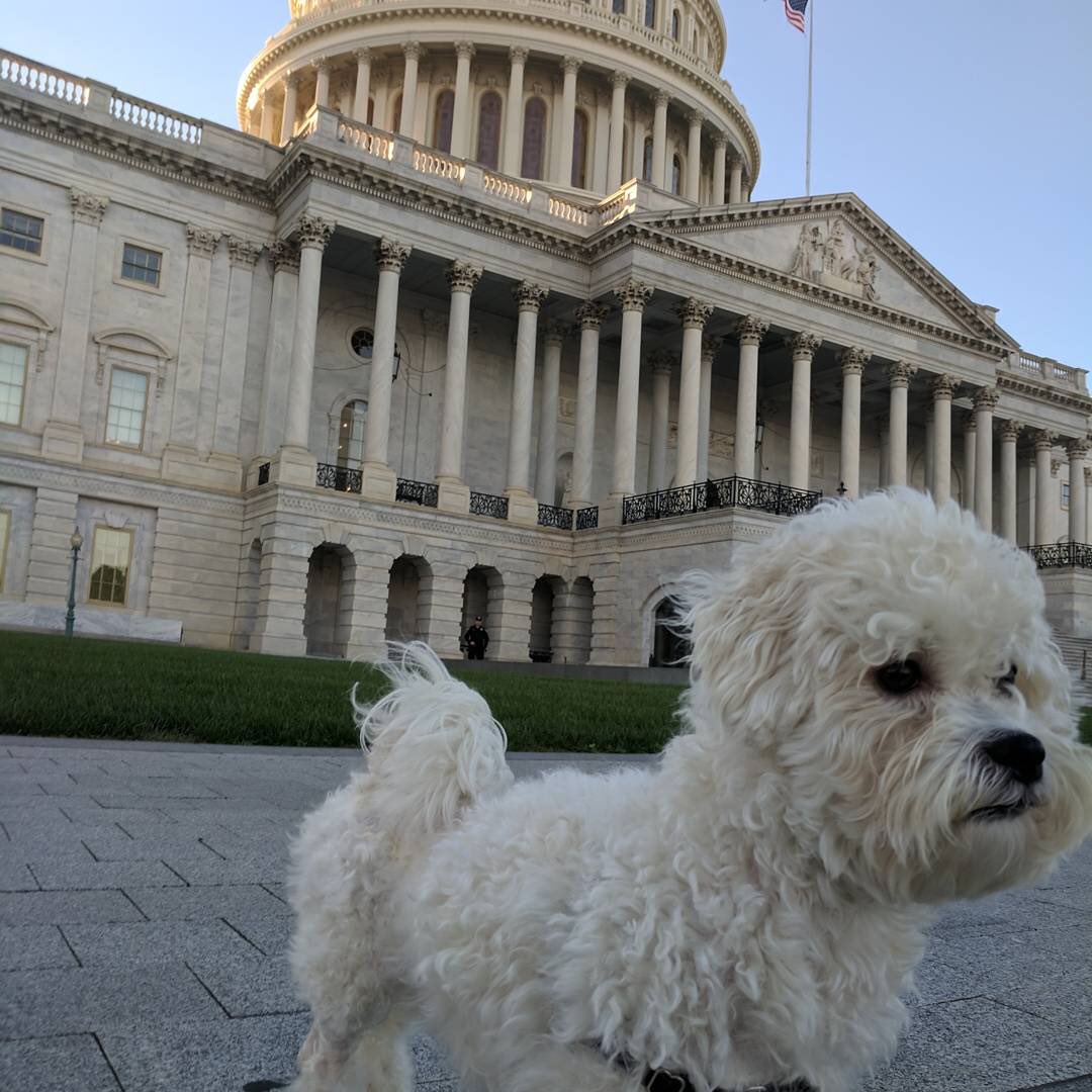 Adriano Espaillat on Twitter: "I’m a proud champion for animal rights ...