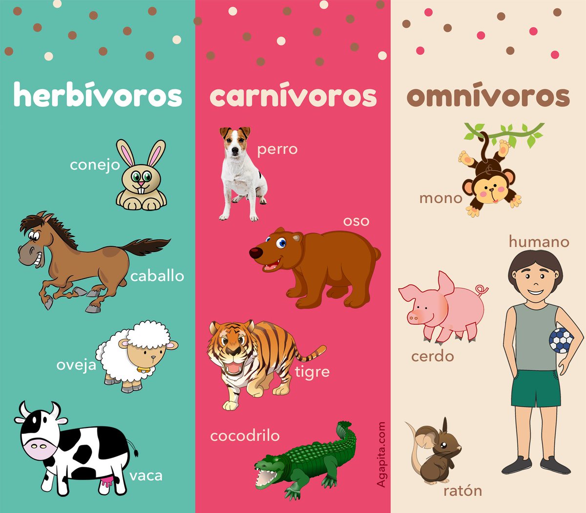 Fotos De Animales Omnívoros