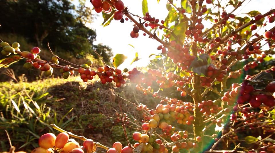 Café de Eleta (@CafeEleta) | Twitter