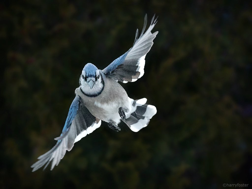 Blue Jay Landing
