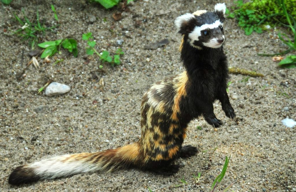 Obviously this is subjective, but does anybody else find martens and ...