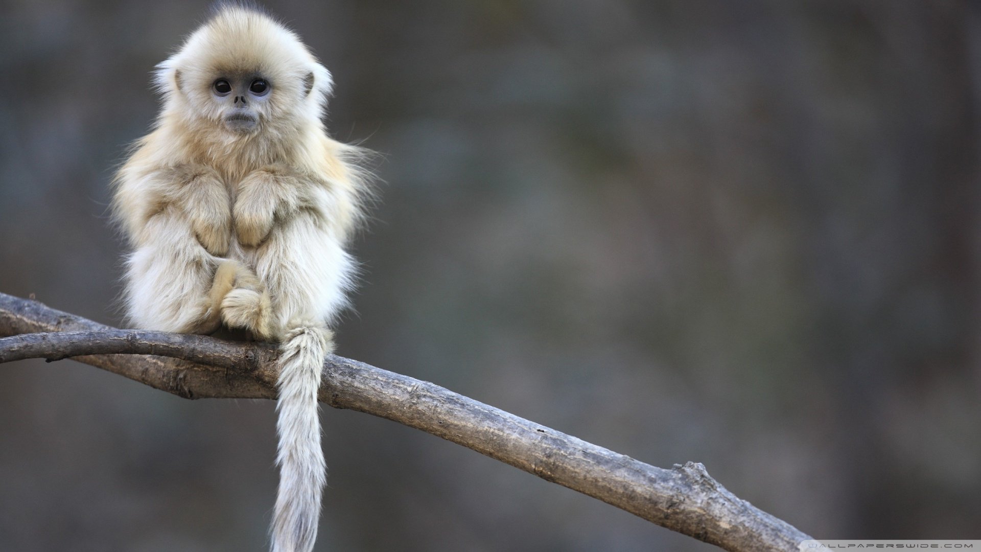Super Cute Baby Monkeys 200+] Cute Monkey Pictures | Wallpapers.com