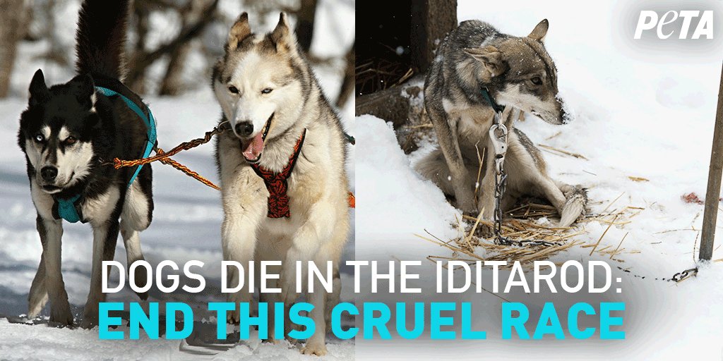 How Many Dogs Have Died In The Iditarod 2018